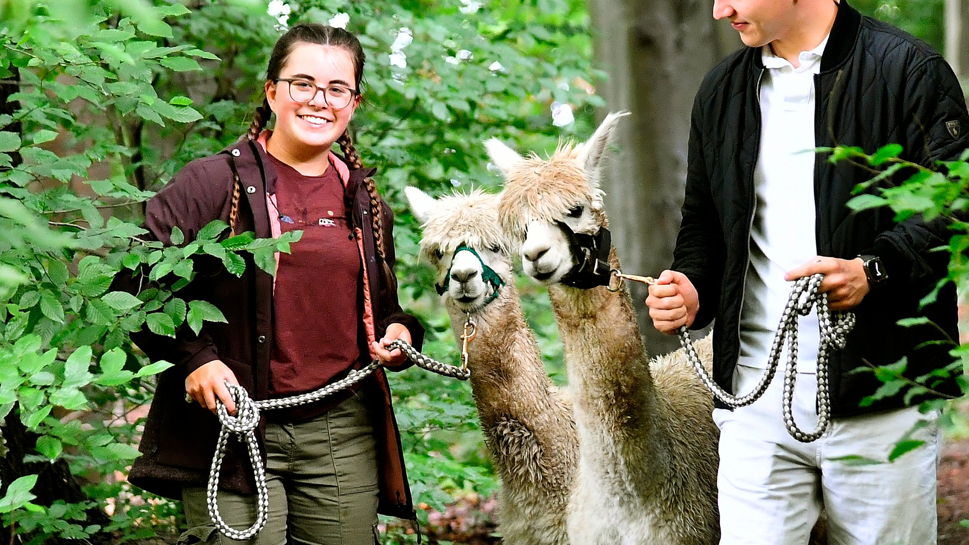 Alpaka-Wanderung in der Nähe: So werdet ihr fündig!