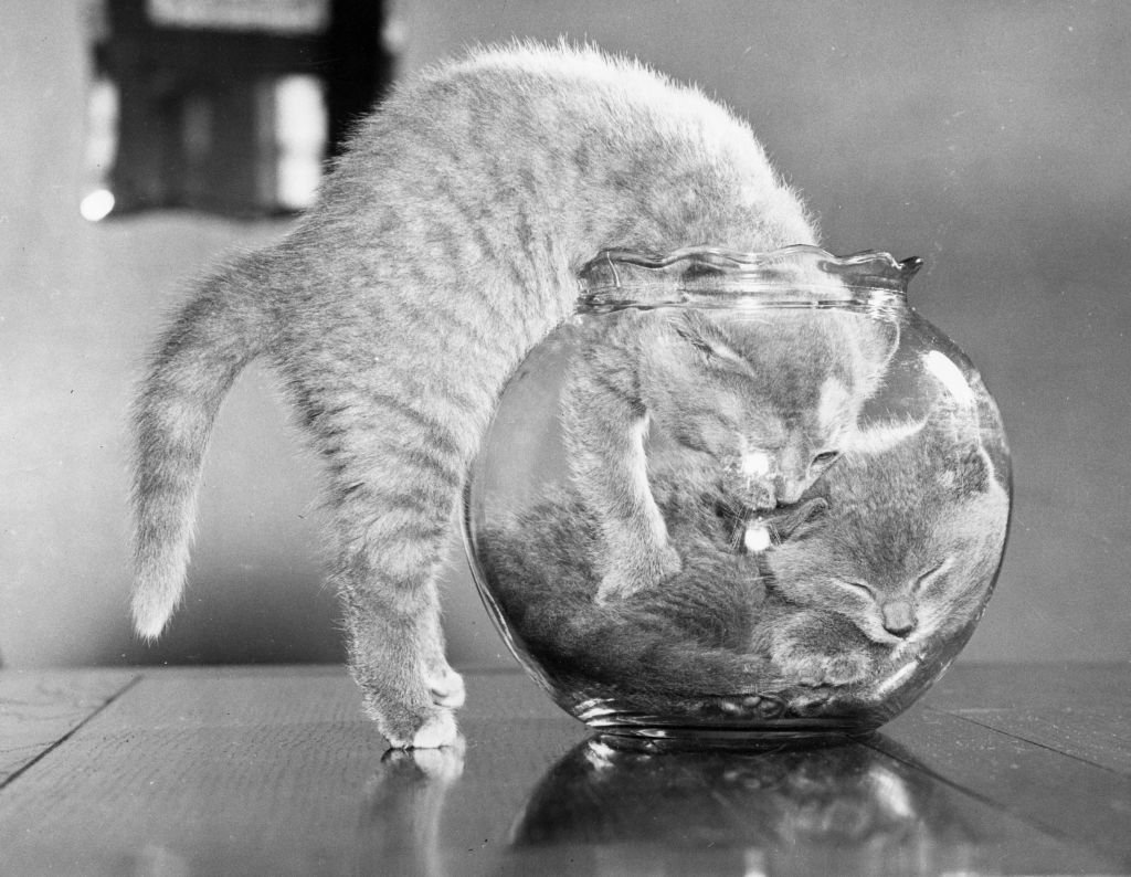 Bonsai Kitten: Die Katze im Glas - Was ist wirklich dran?
