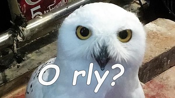 Was heißt „o rly?“ Bedeutung des Memes