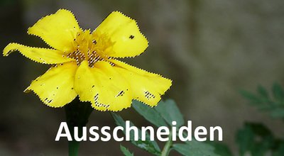 JPG zu ICO: Bilder in Icons umwandeln – so geht's