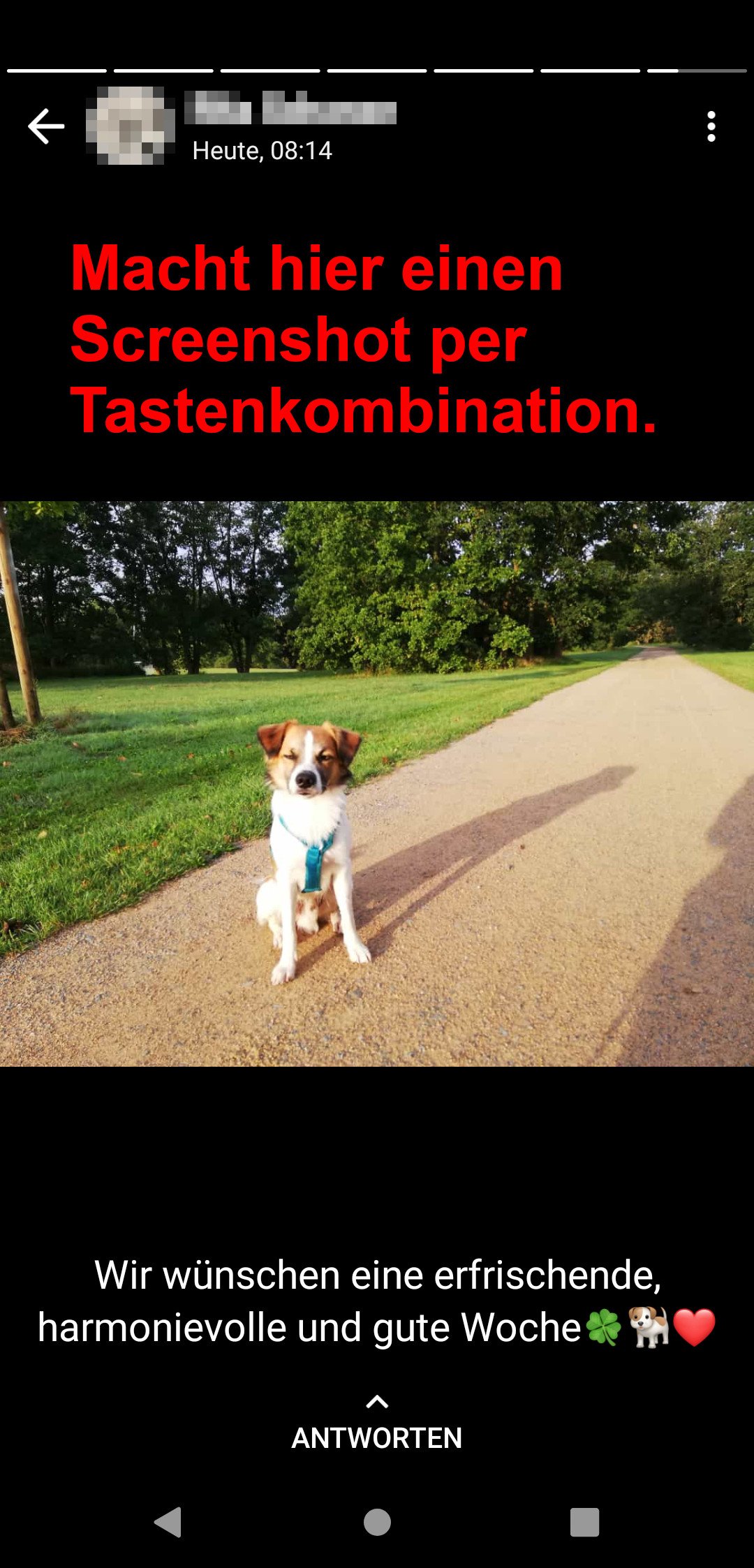 WhatsApp: Status-Bilder speichern – so geht's