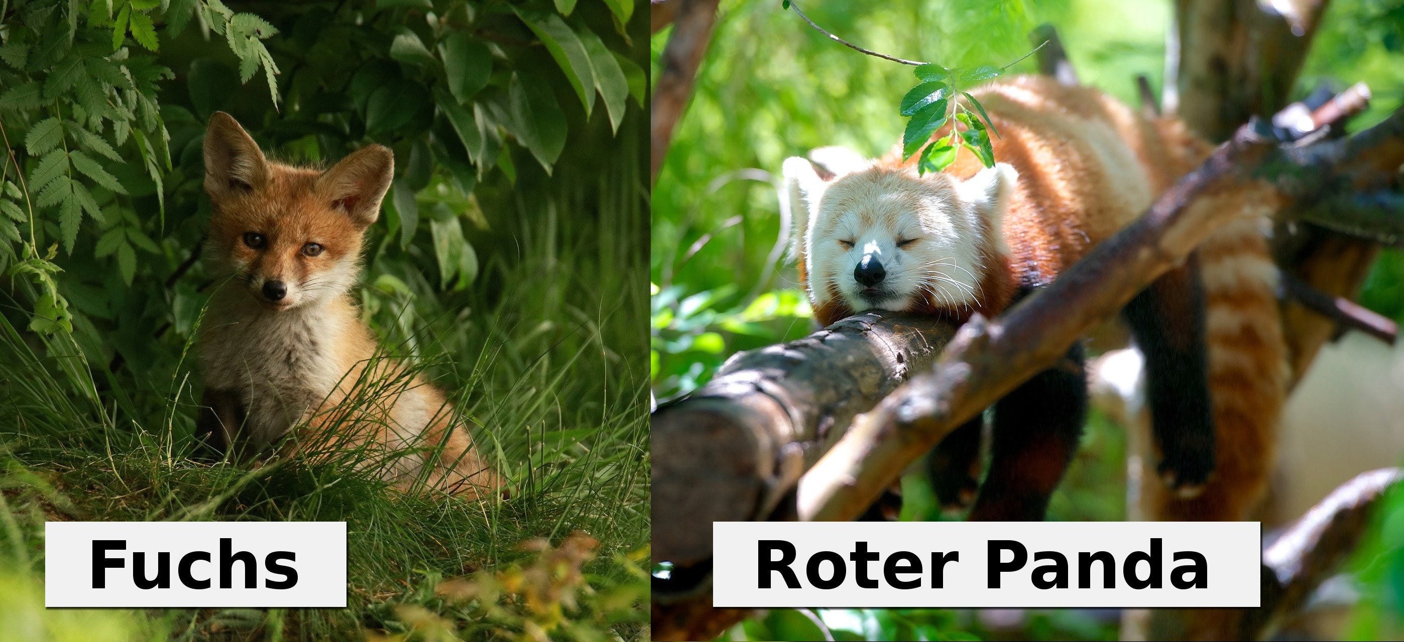 Firefox-Logo: Ist das ein Fuchs oder Panda? | Einfach erklärt