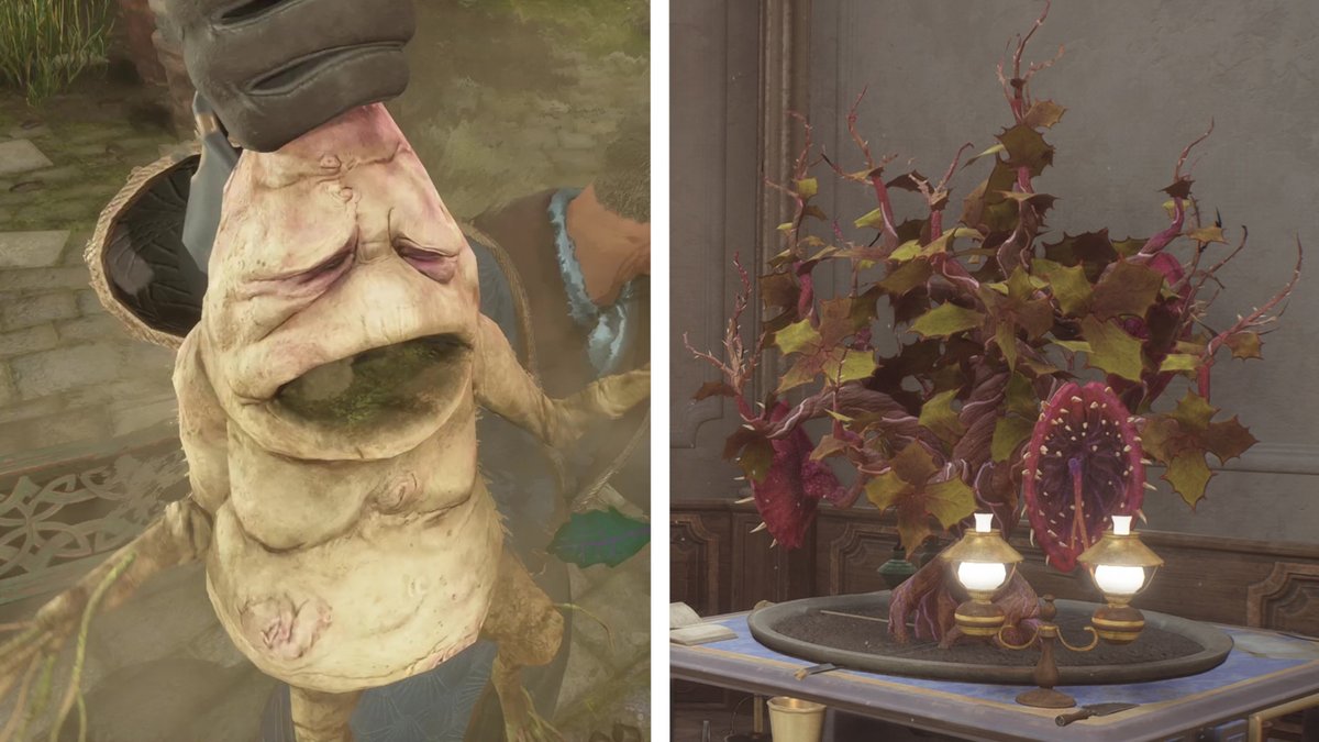 Alraune und Venemosa Tentacula in Hogwarts Legacy finden